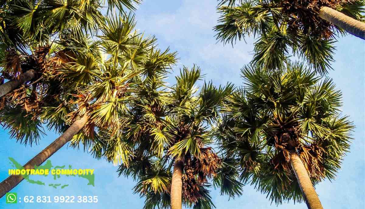 Exploring the Richness of Indonesian Coconut Products: A Treasure Trove ...